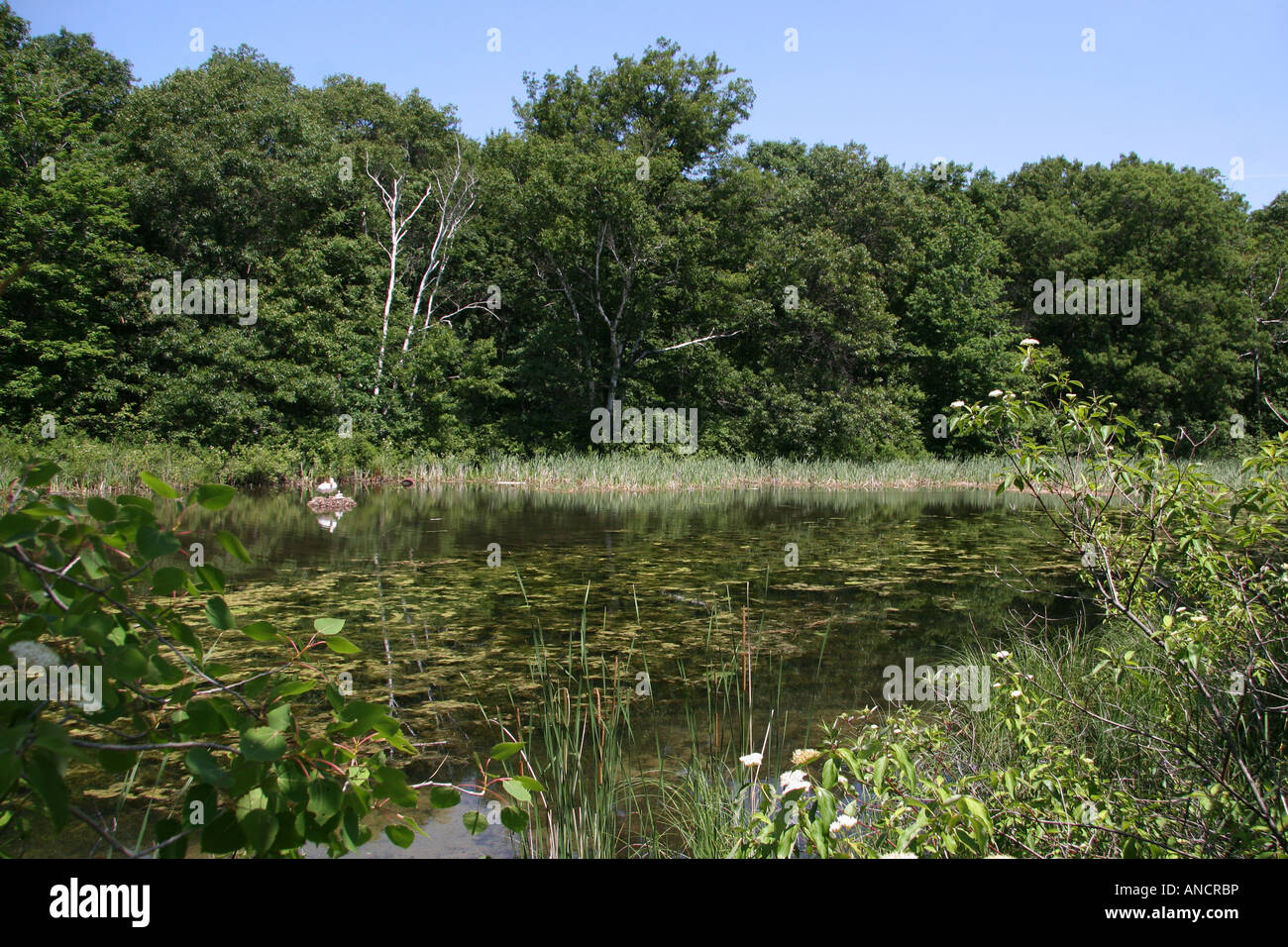 Swamp hi res hi-res stock photography and images - Alamy