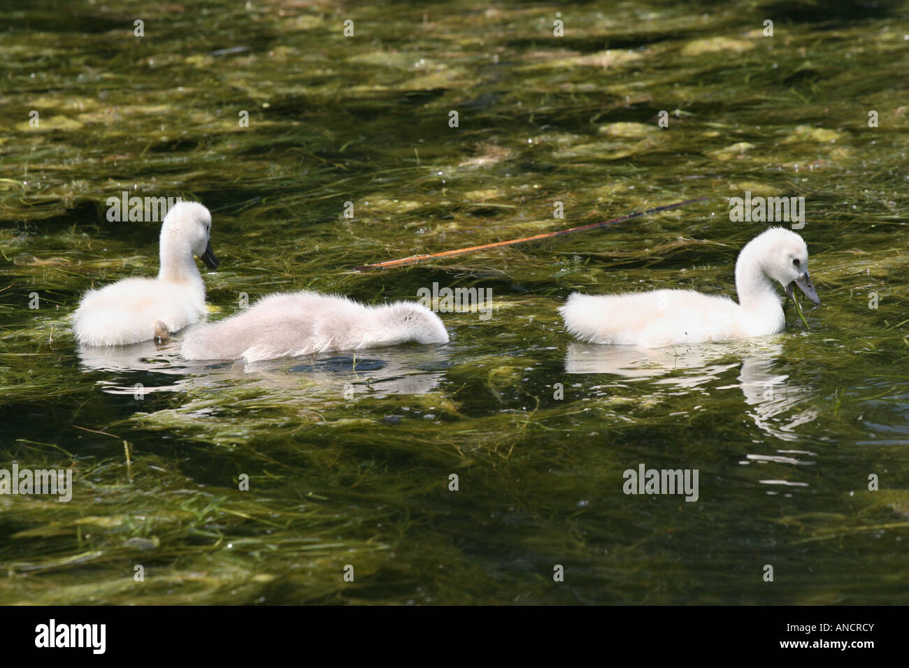 Birds hi res hi-res stock photography and images - Alamy
