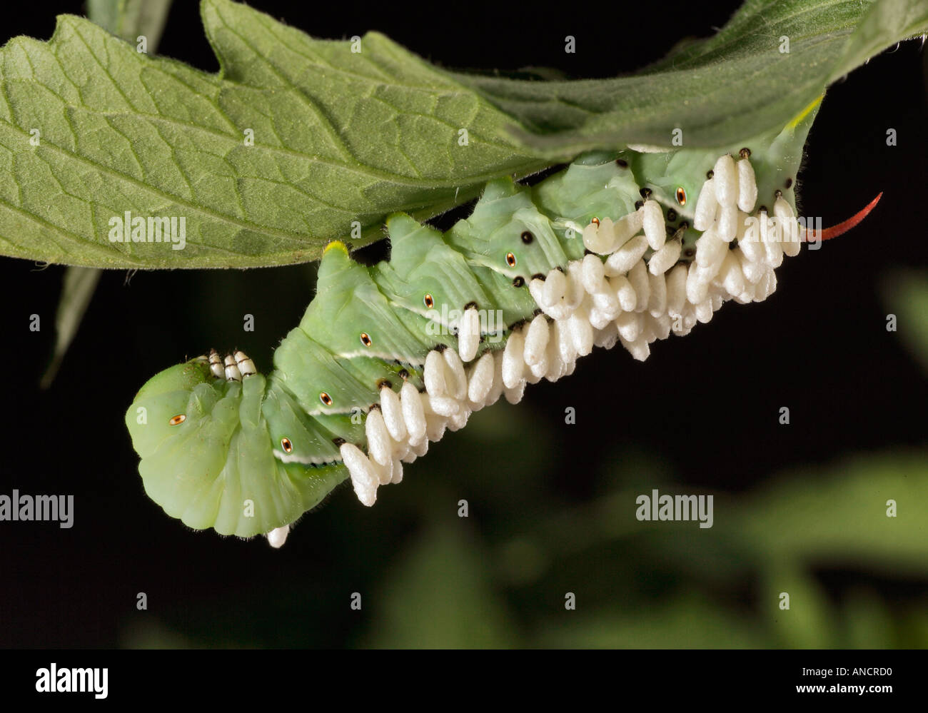 Parasitized Tomato Hornworm Manduca quinquemaculata Stock Photo - Alamy