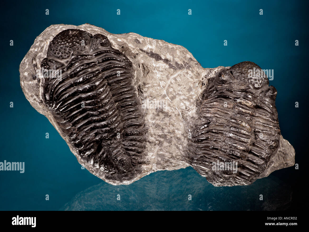 Trilobite morphology hi-res stock photography and images - Alamy