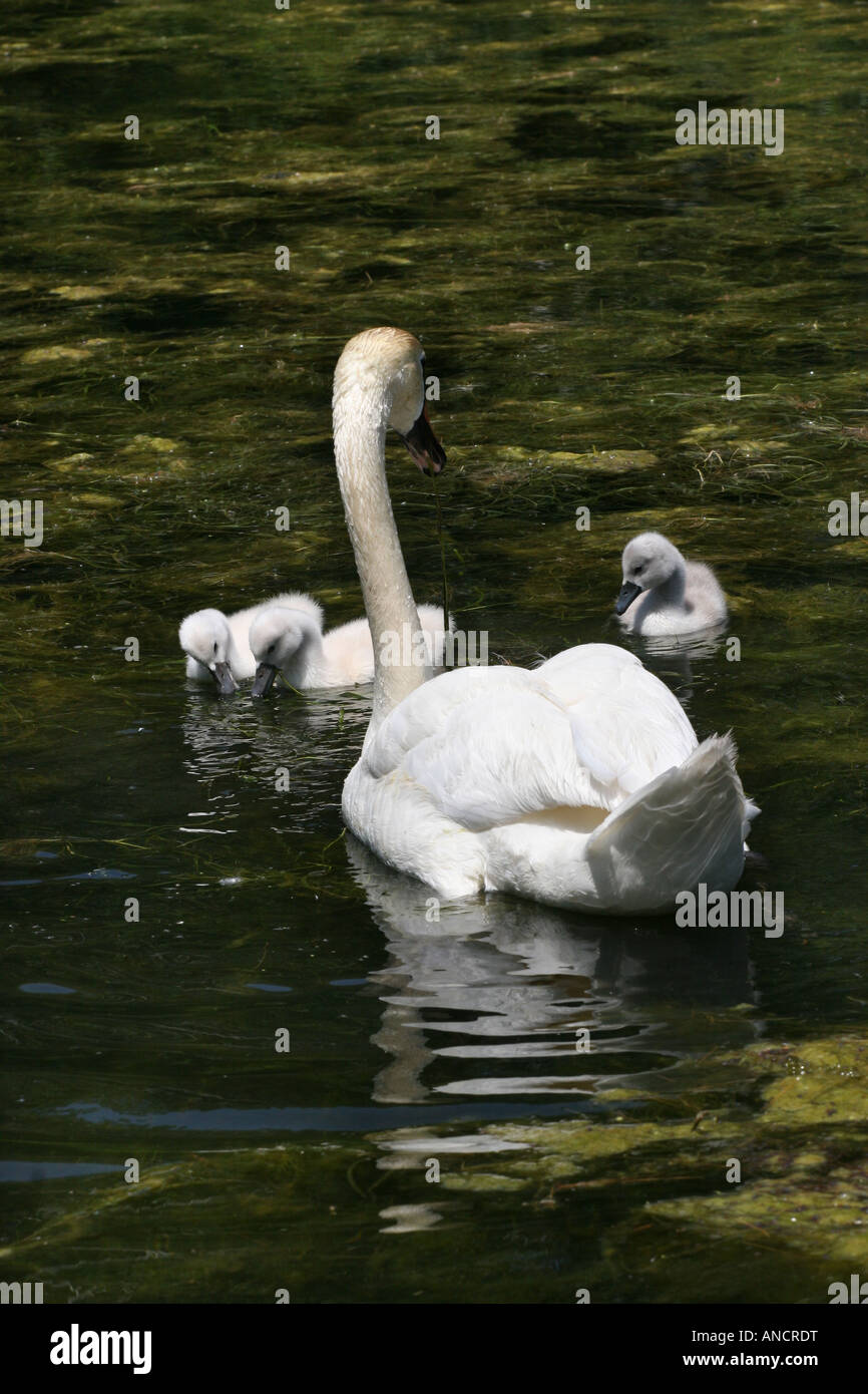 Close up of three white young swans cygnet swim on the water reflection ...