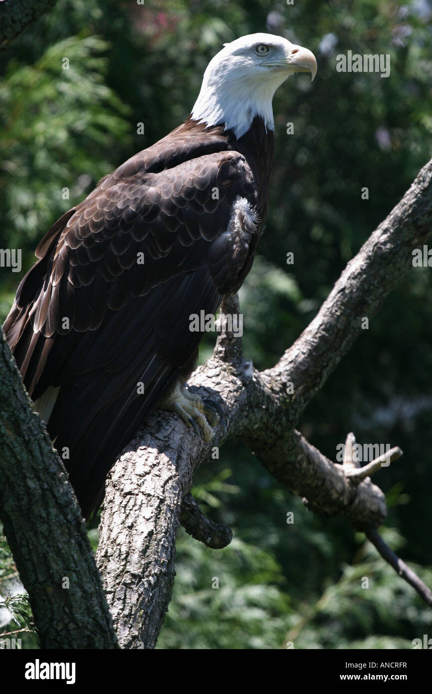 Bald eagle feet hi-res stock photography and images - Alamy