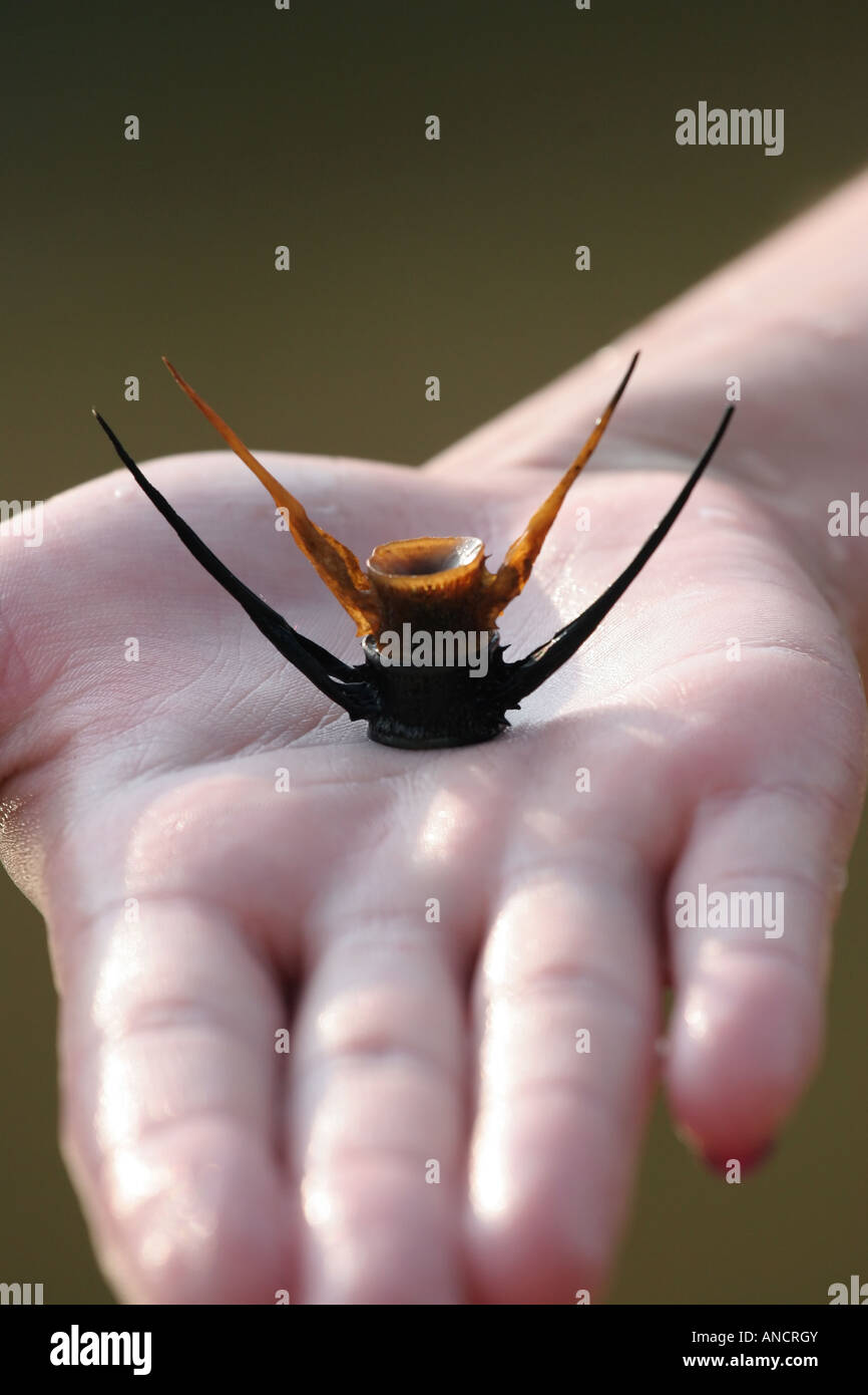 Fish backbone hi-res stock photography and images - Alamy