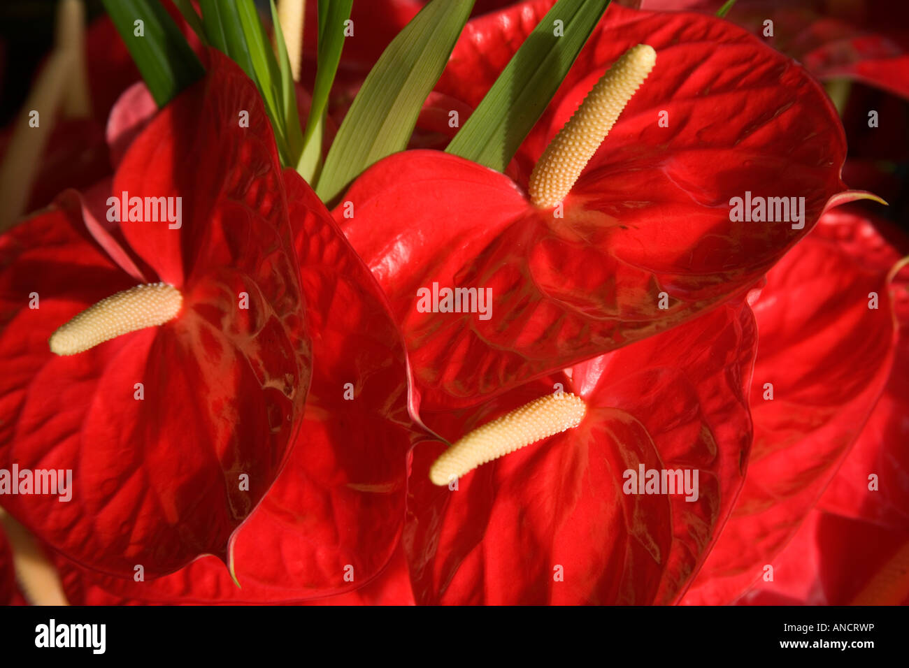 Anthurium with inflorescences Stock Photo - Alamy