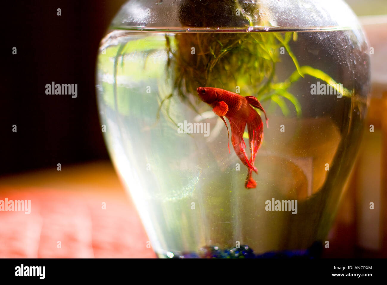 Red Beta Fish Stock Photo - Alamy