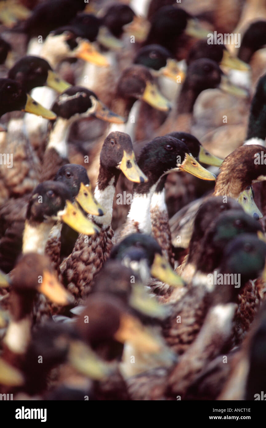Duck farm, Kerala, India Stock Photo - Alamy