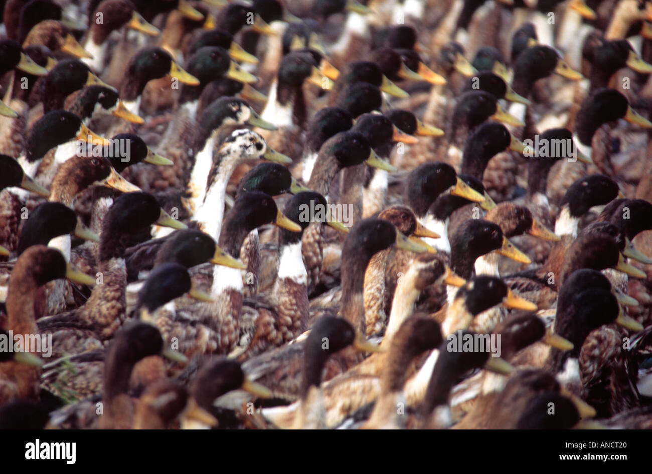 Duck farm, Kerala, India Stock Photo - Alamy