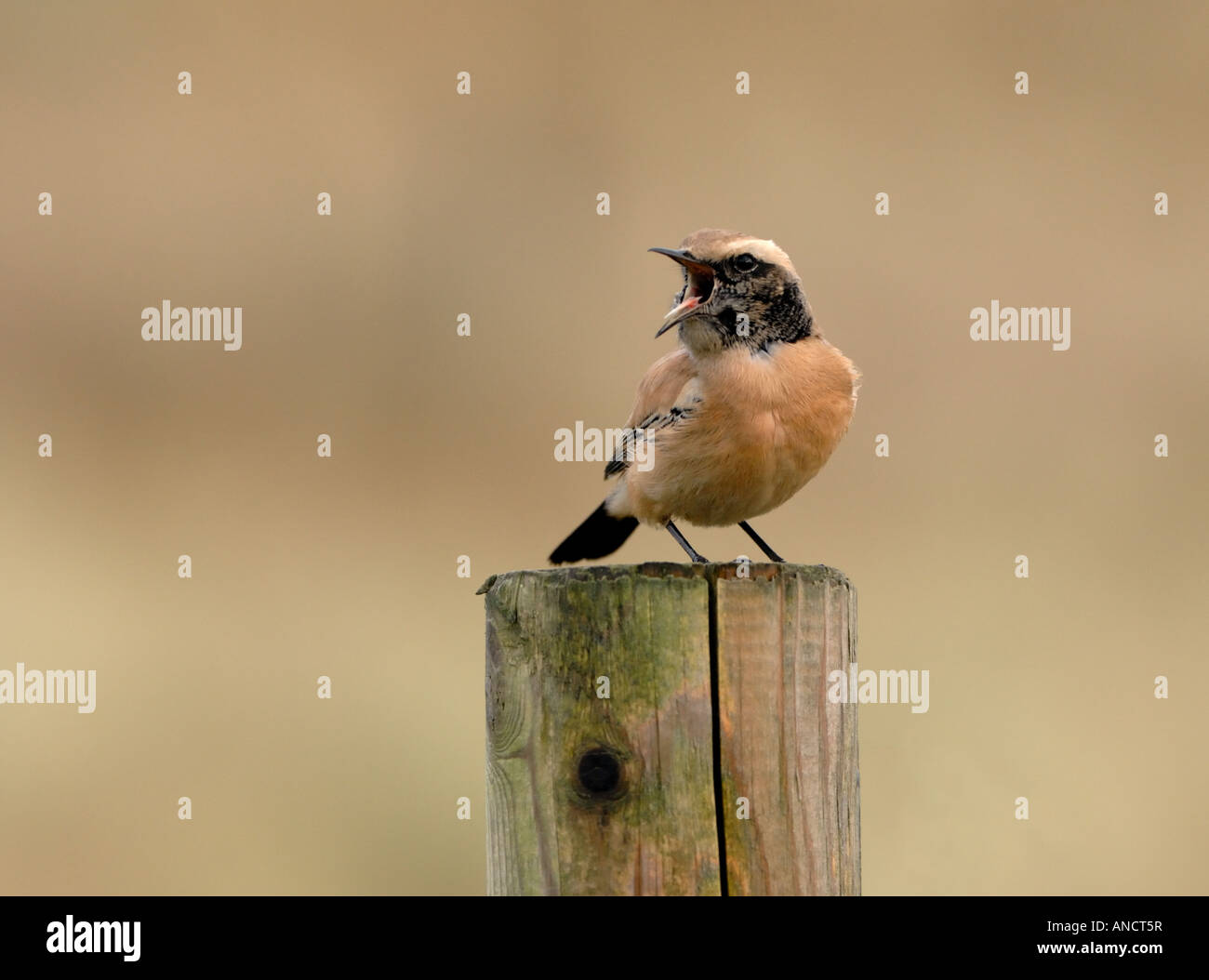 Desert Wheatear (Oenanthe deserti Stock Photo - Alamy