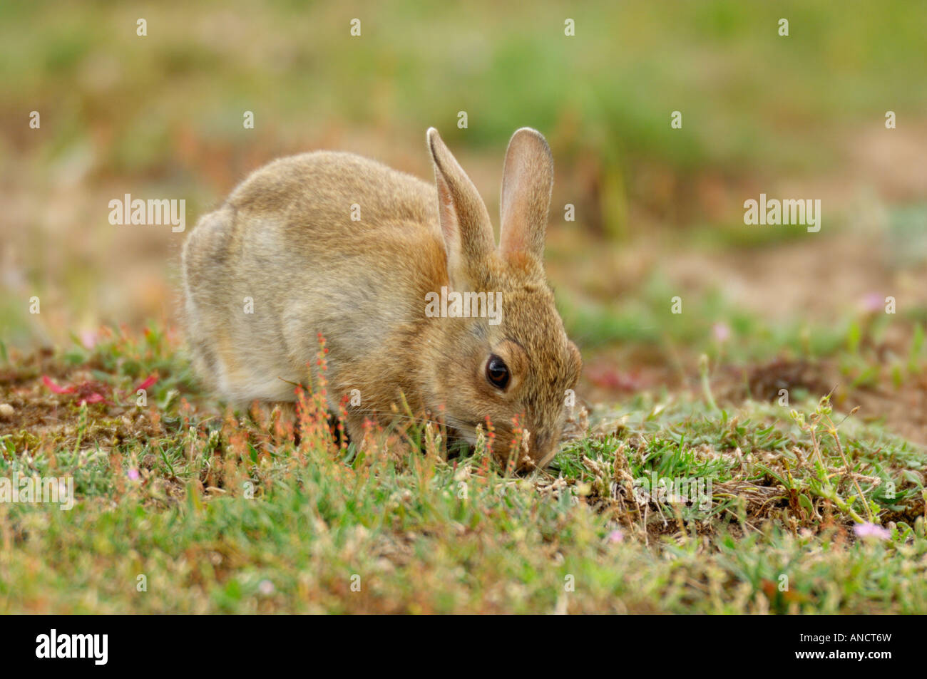 Rabbit (Oryctolagus cuniculus } Stock Photo - Alamy
