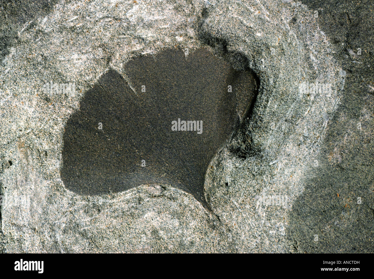 Cretaceous period plants hi-res stock photography and images - Alamy