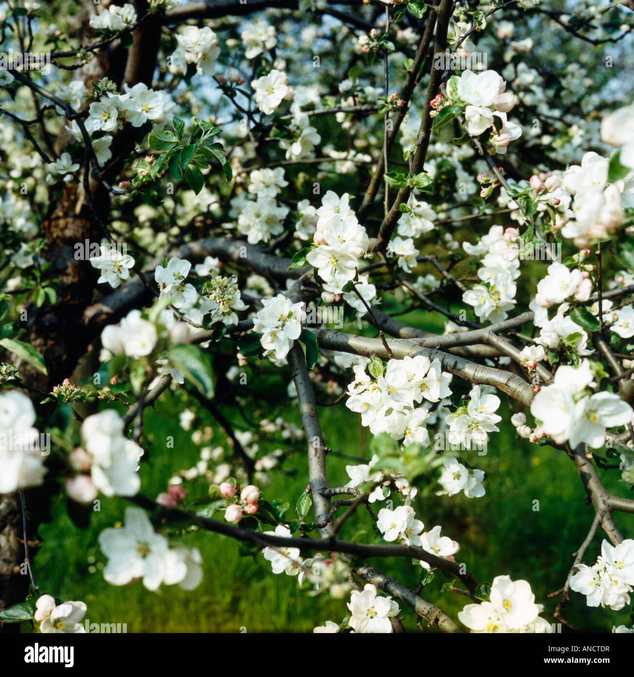 Blooming apple tree Stock Photo - Alamy