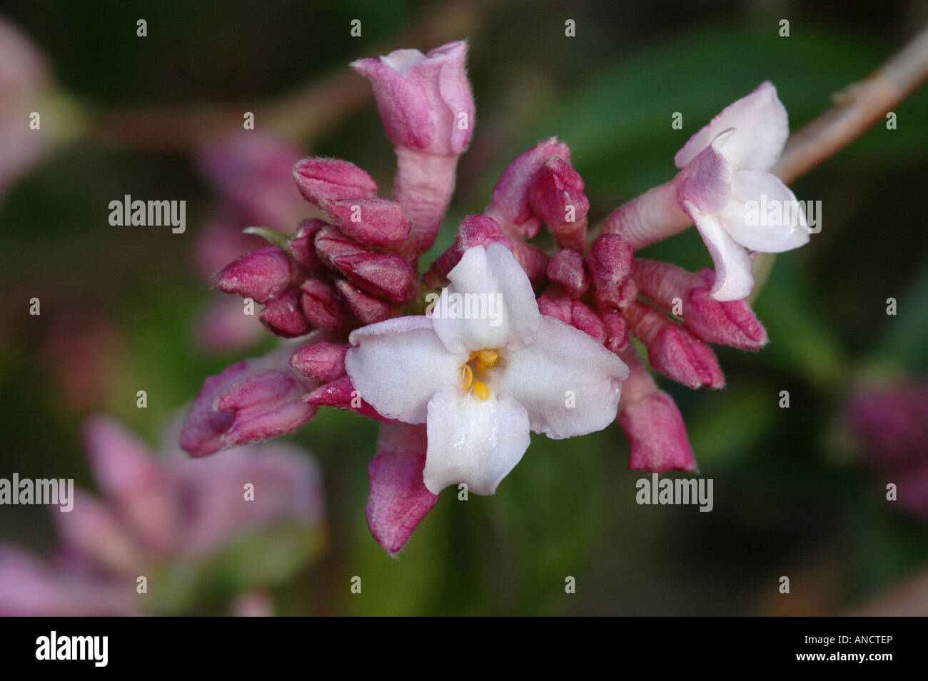 A highly scented winter flowering evergreen shrub Image taken Jan 5th ...