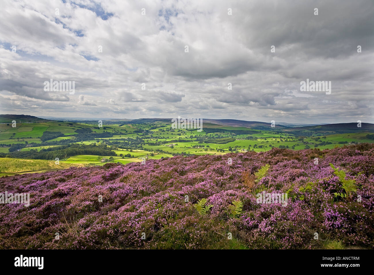 Walking rambling outdoors scenery heather countryside moorland ...