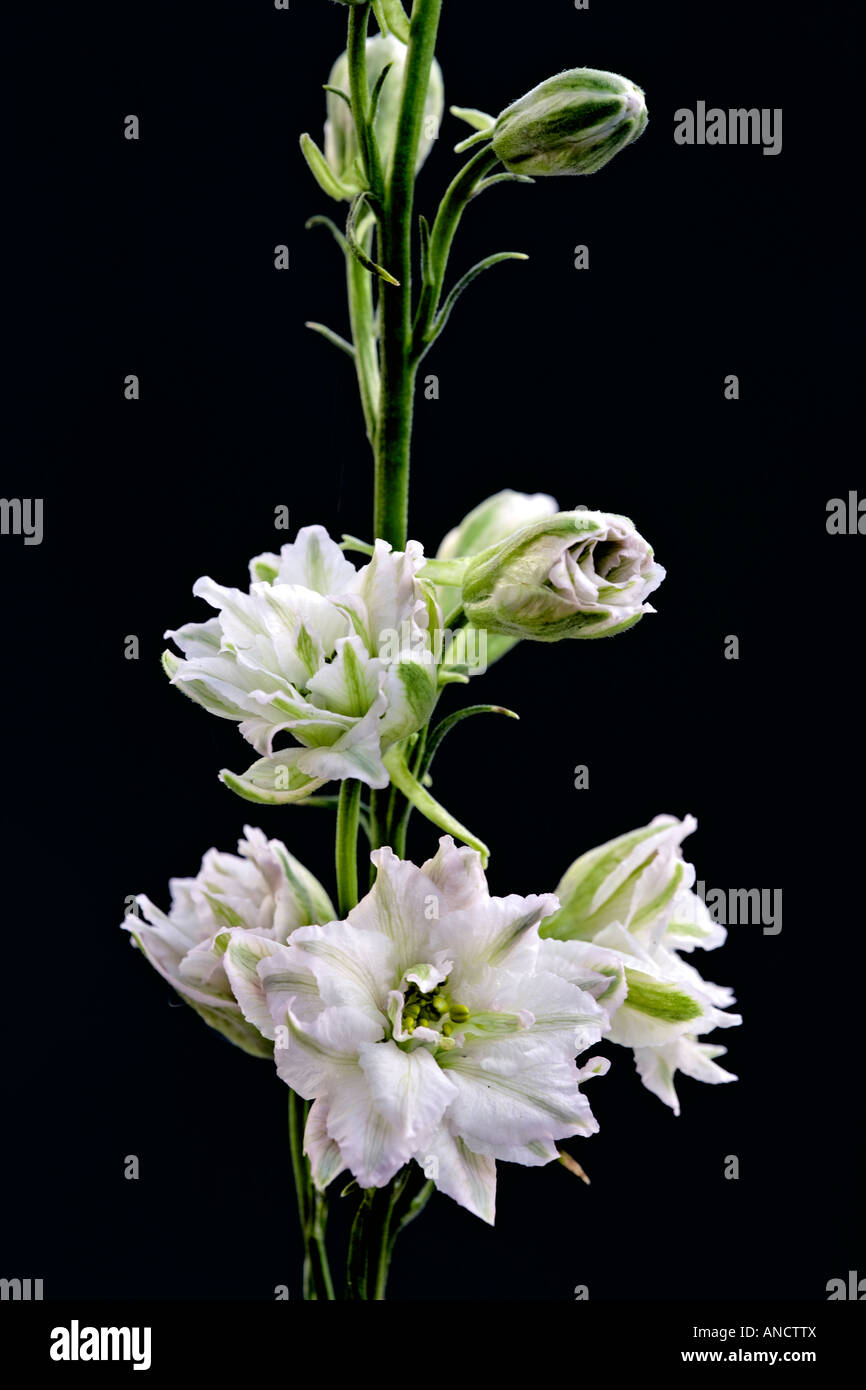Consolida ajacis hi-res stock photography and images - Alamy