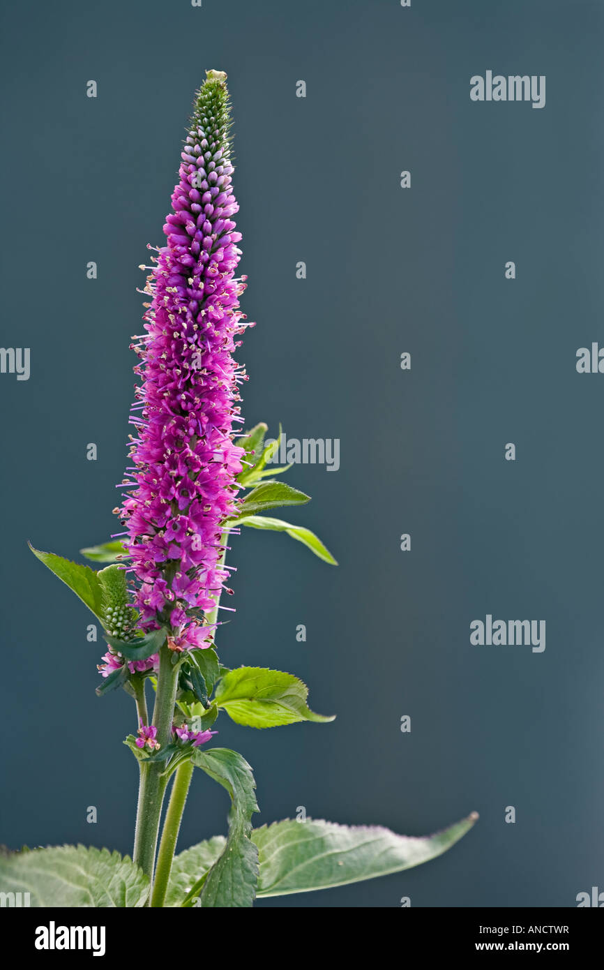 Veronica speedwell hi-res stock photography and images - Alamy