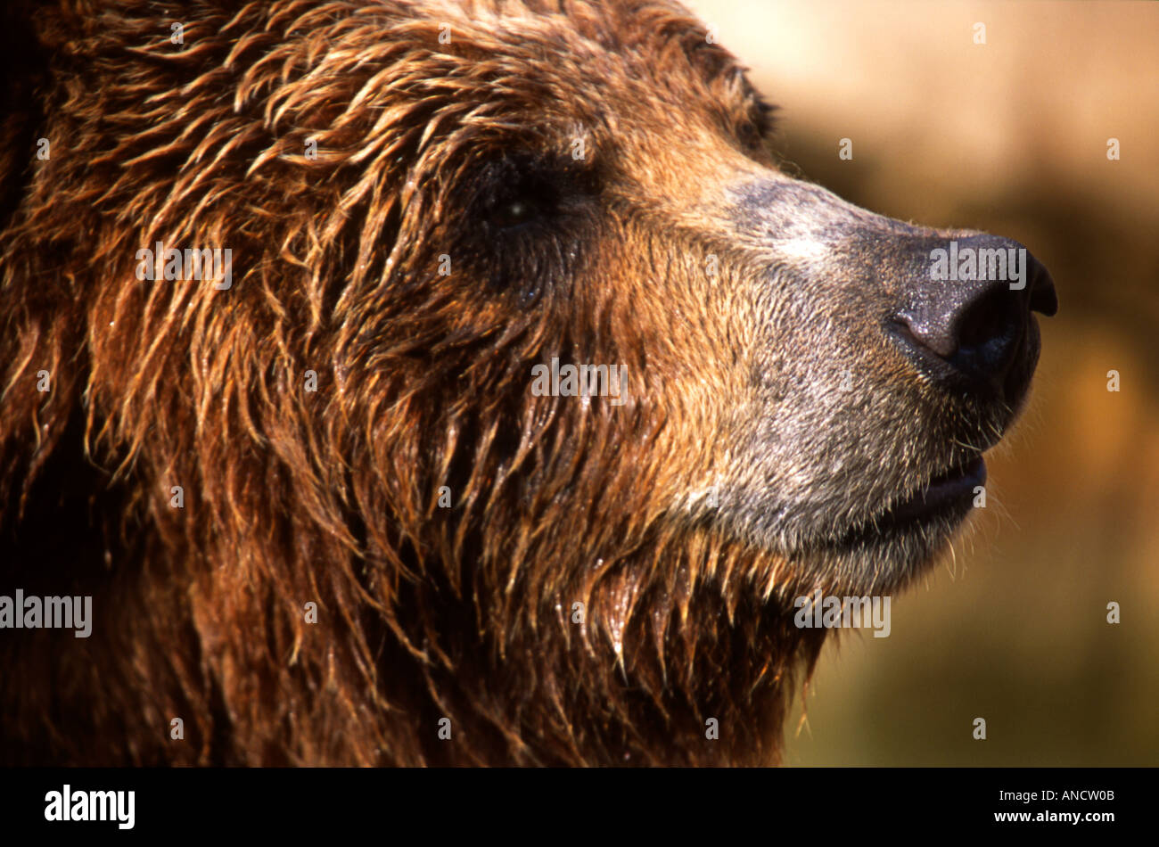 Alaskan Bear Profile Stock Photo - Alamy