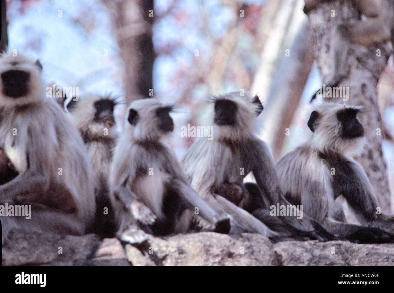 Hanuman Langur group sitting on tree, Pench Tiger Reserve, Madhya ...