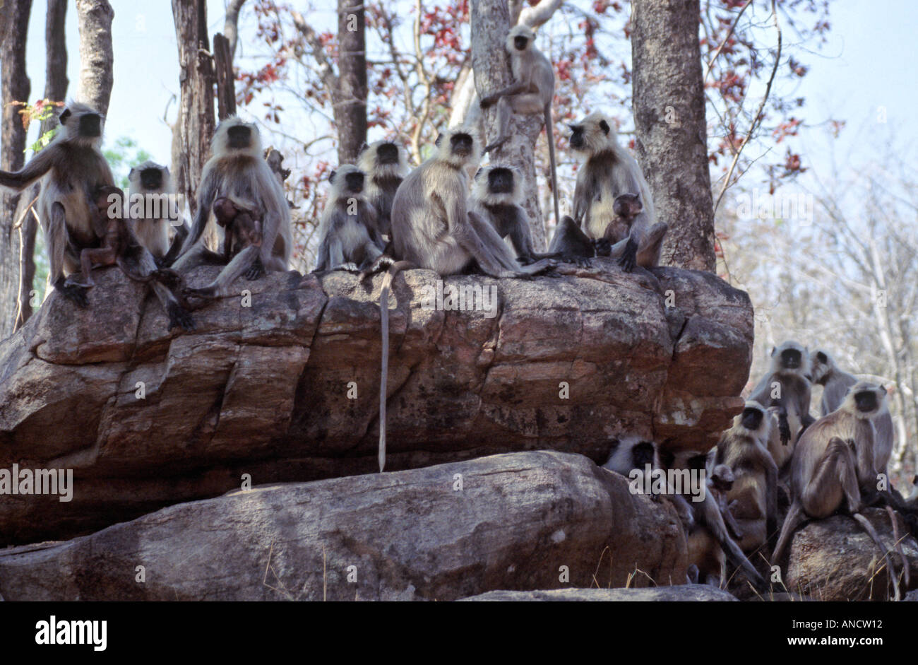 Hanuman Langur group sitting on tree, Pench Tiger Reserve, Madhya ...