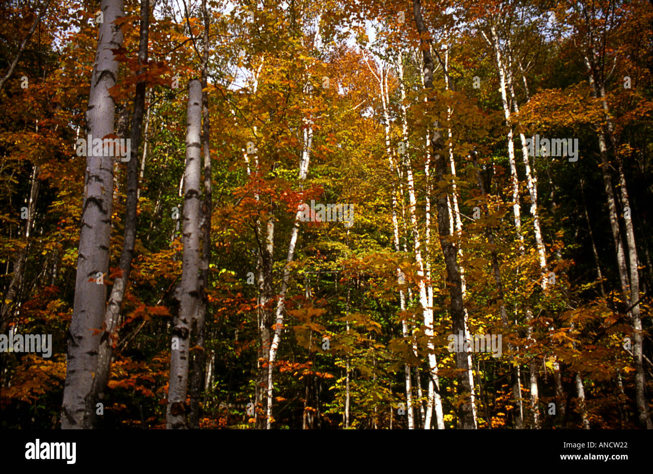 Autumn Birch Trees Stock Photo - Alamy