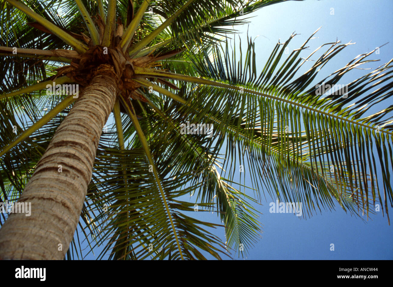 Scenic Tropical Palm Tree Stock Photo - Alamy