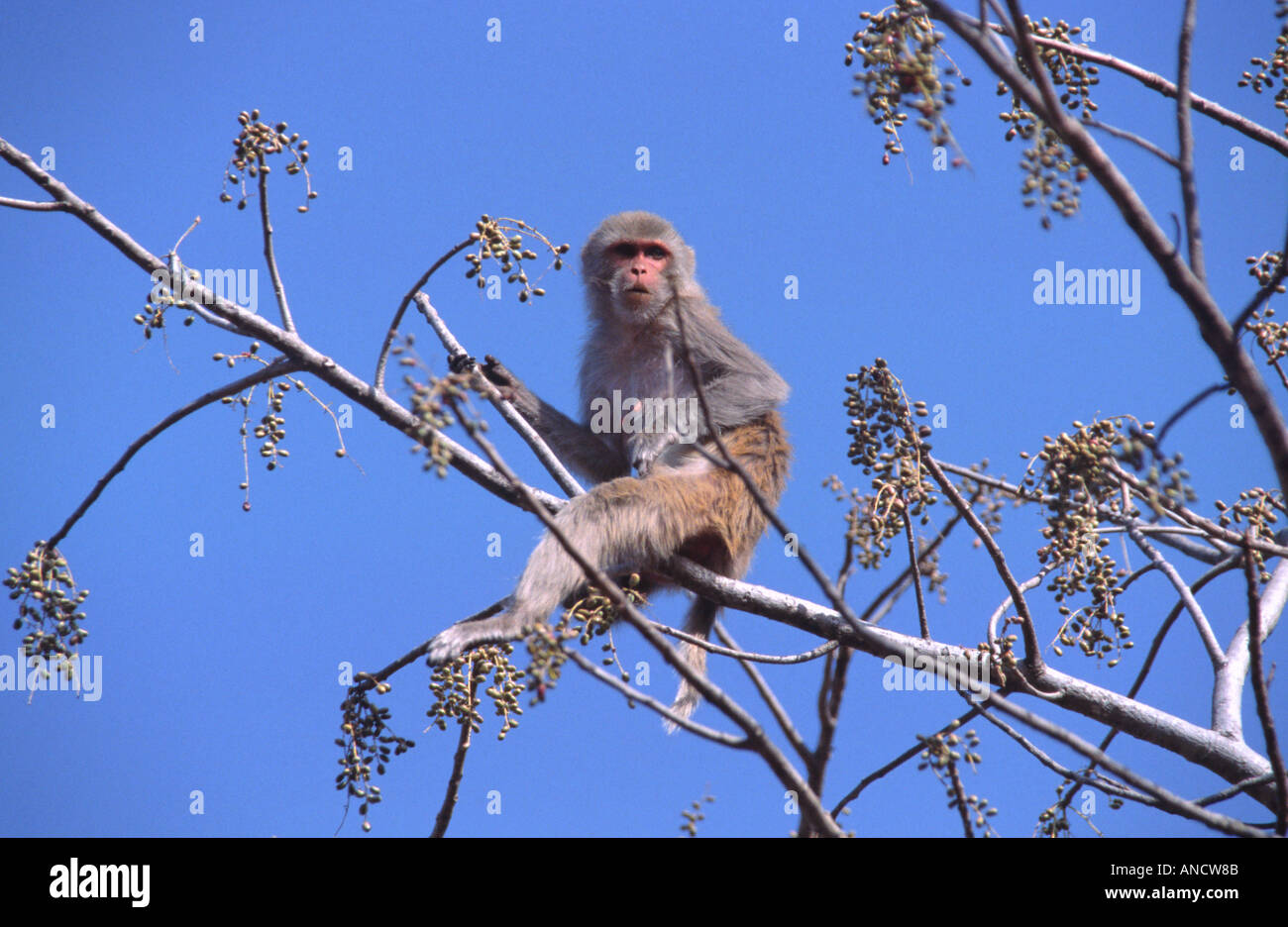 Rhesus macaque eating berries in tree, Pench Tiger Reserve, Madhya ...