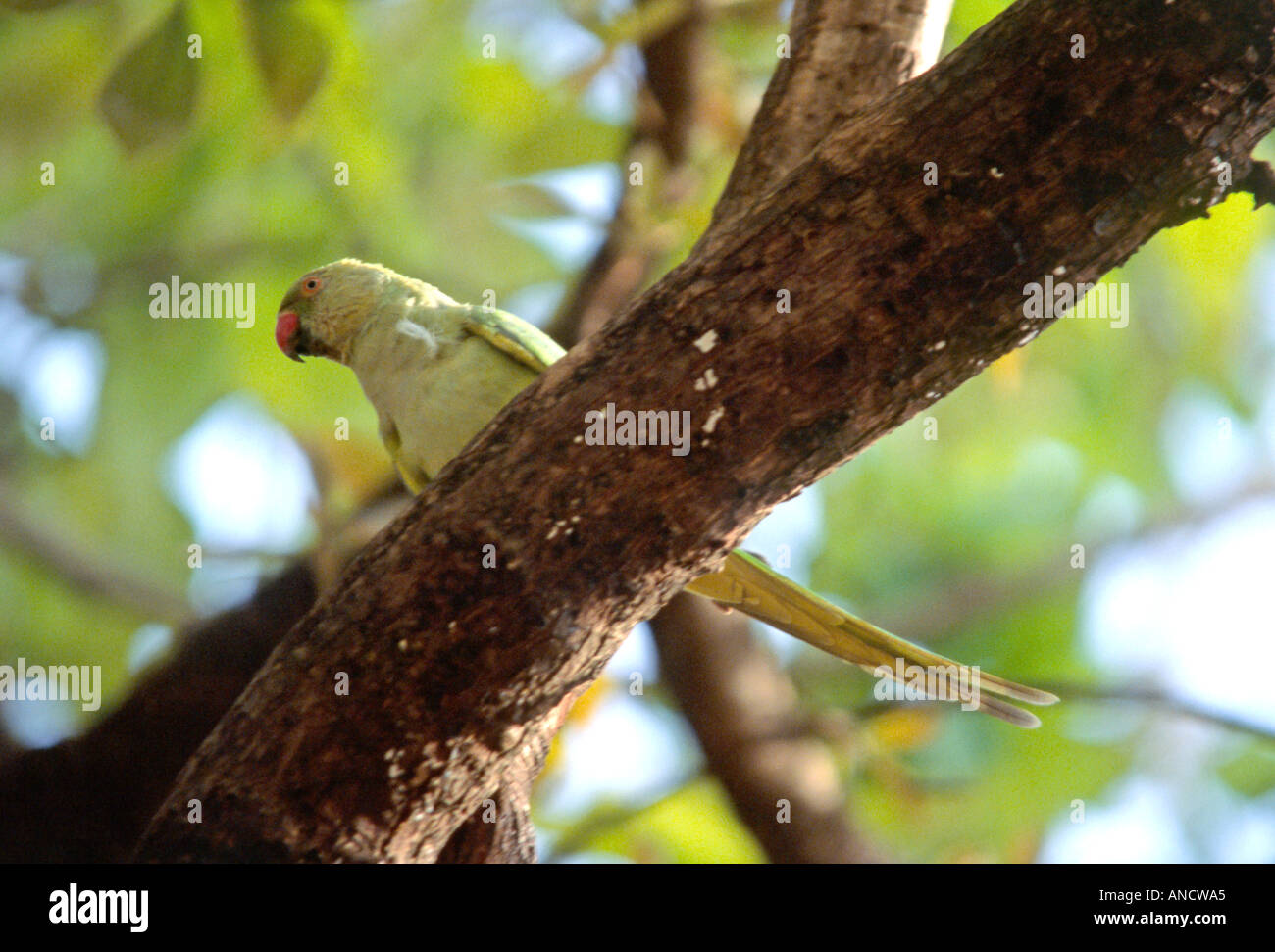 Tiger parrot hi-res stock photography and images - Alamy