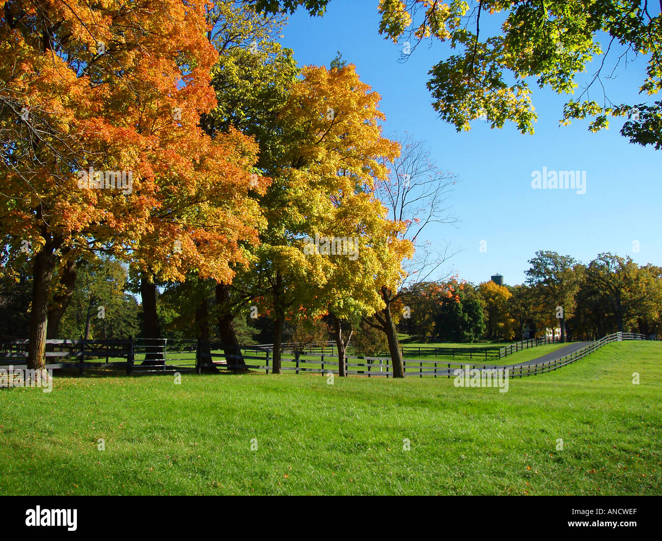 Chestnut oak usa hi-res stock photography and images - Alamy
