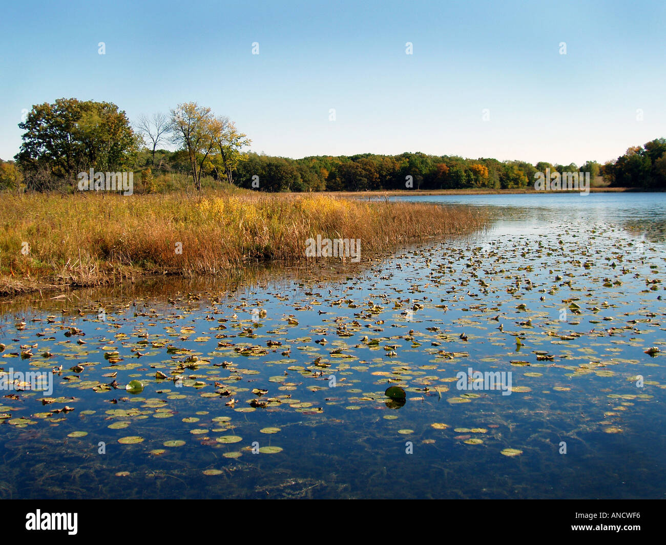 Midwestern Marsh Land Stock Photo - Alamy