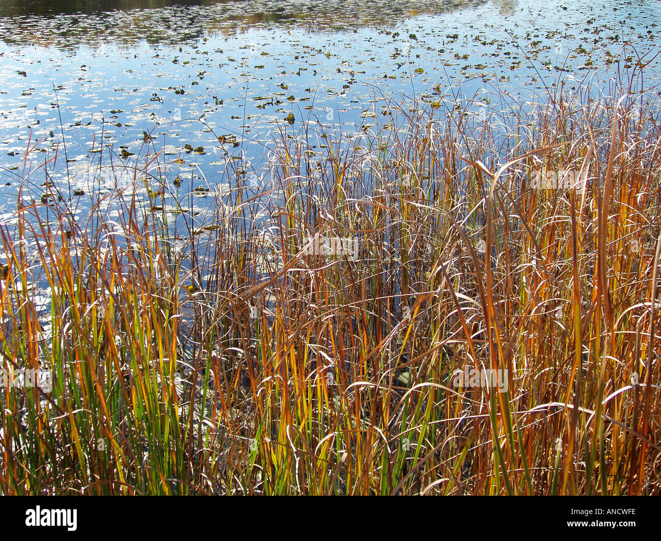 Breeding habitat fresh water wetlands hi-res stock photography and ...