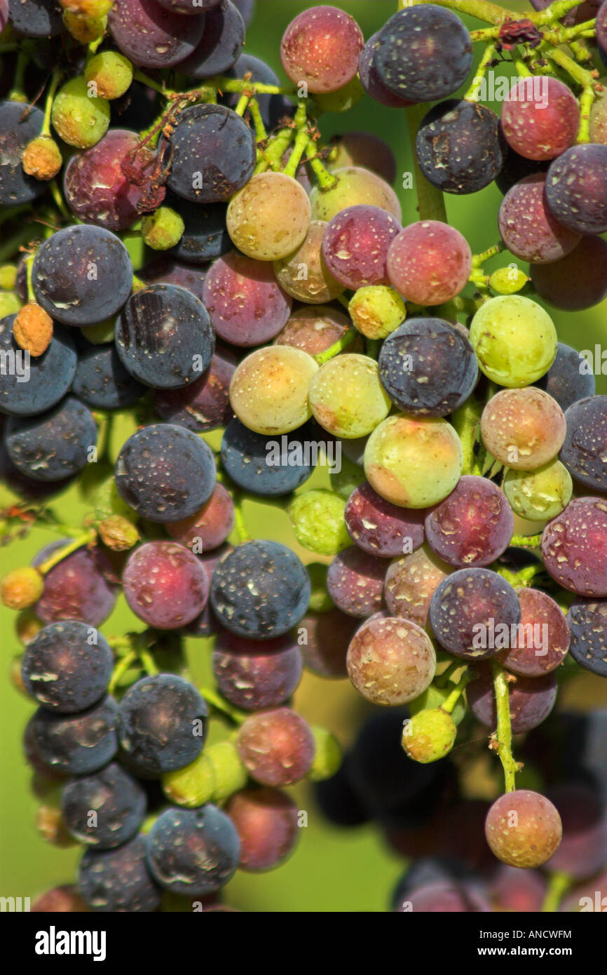 Grapes fermentation italy hi-res stock photography and images - Alamy