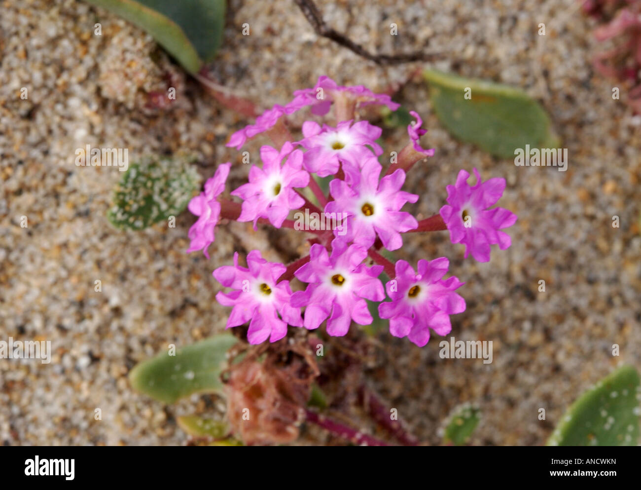 Small pink flowers in sand Stock Photo - Alamy