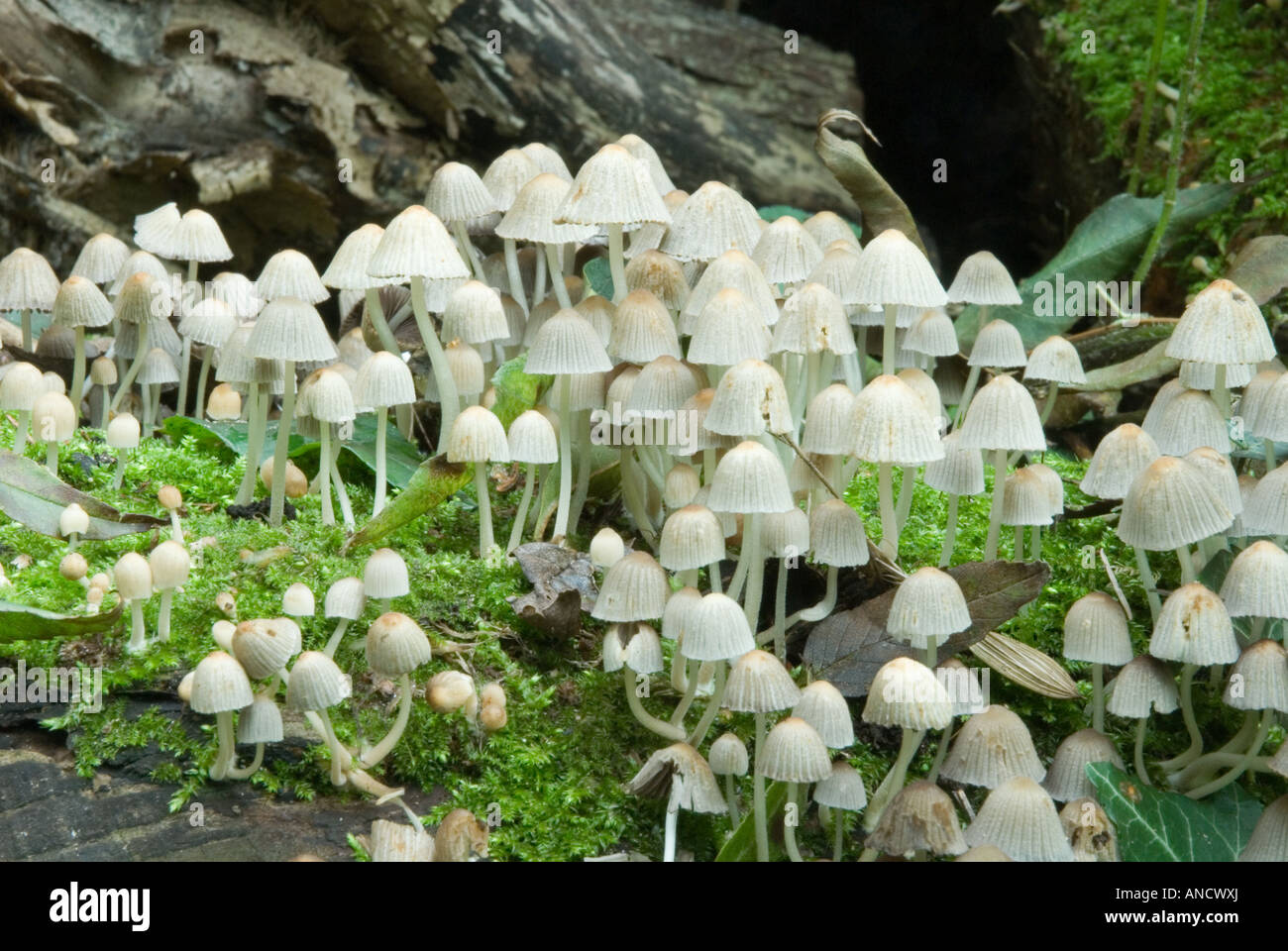 Foxley, norfolk hi-res stock photography and images - Alamy