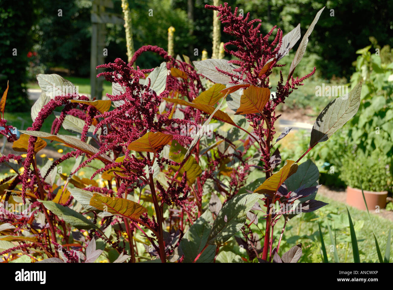 Princes feather amaranthus hypochondriacus hi-res stock photography and ...