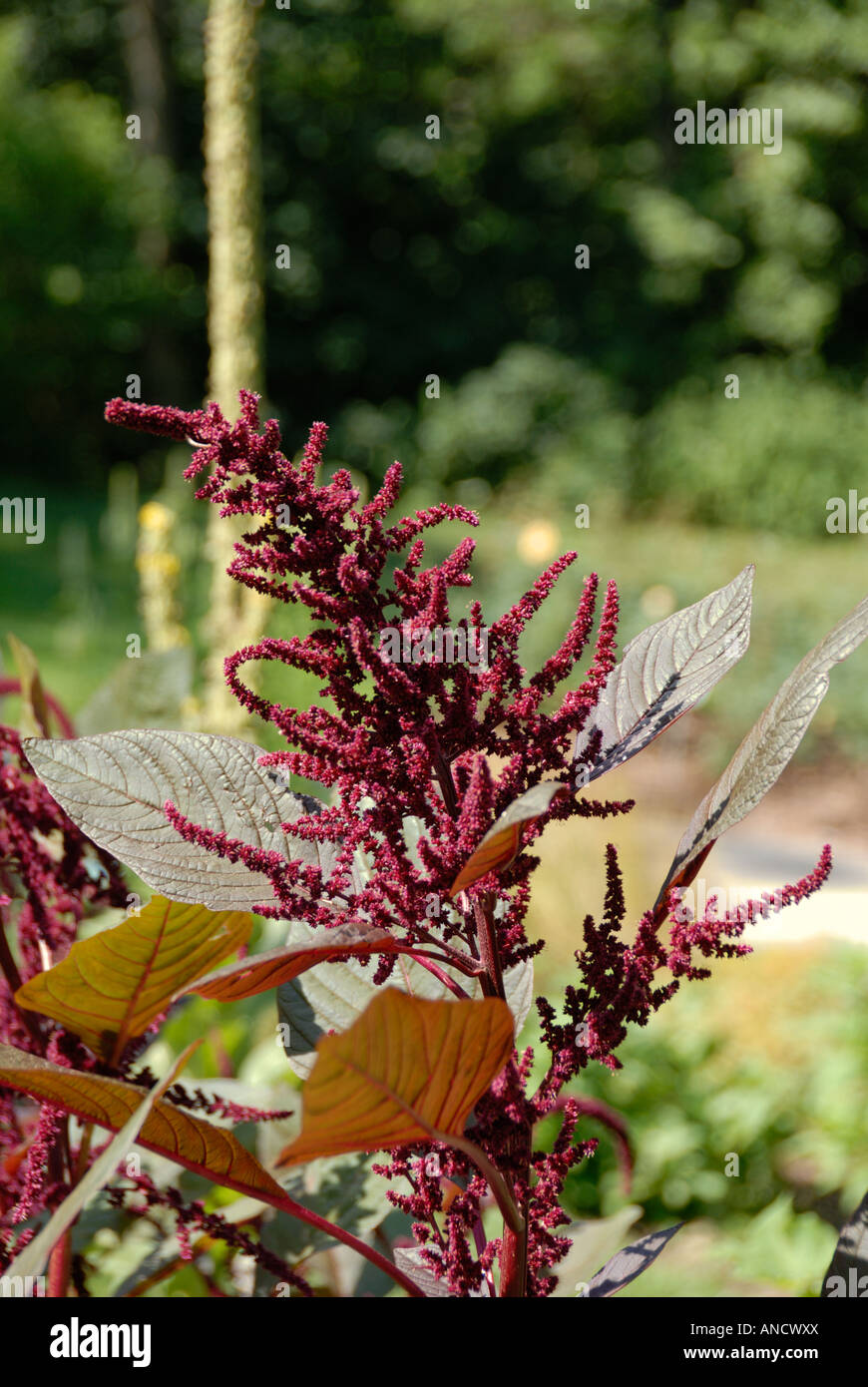 Prince's Feather Herb Stock Photo - Alamy
