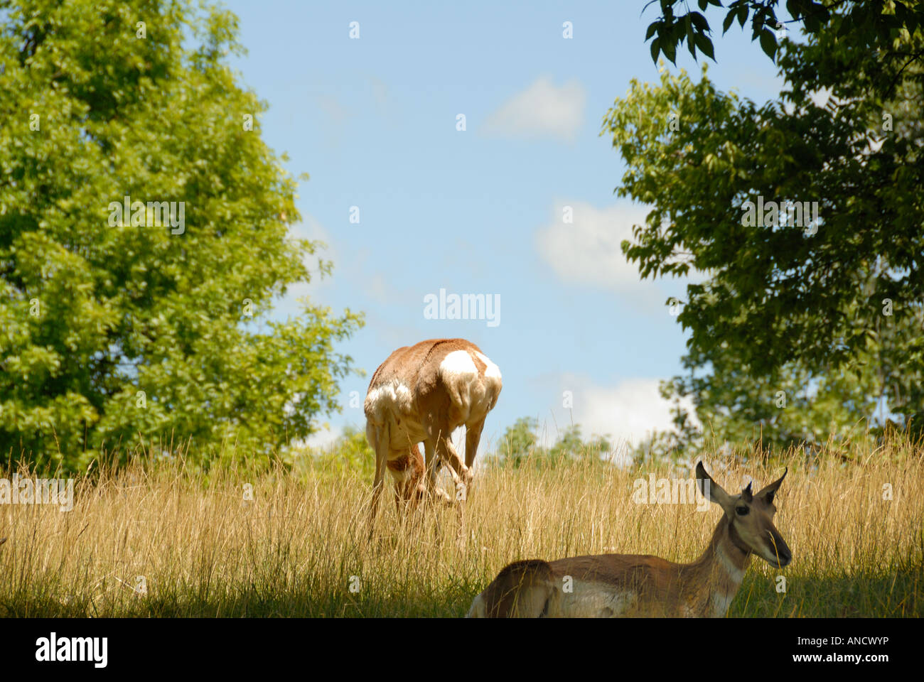 Protruding eyes white buff 4 inch tail high strung animal hi-res stock ...