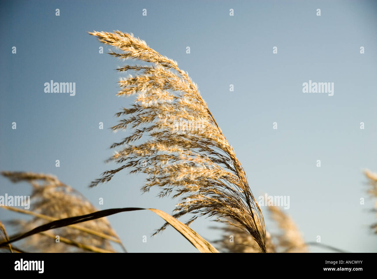 Leaves of common reed hi-res stock photography and images - Alamy