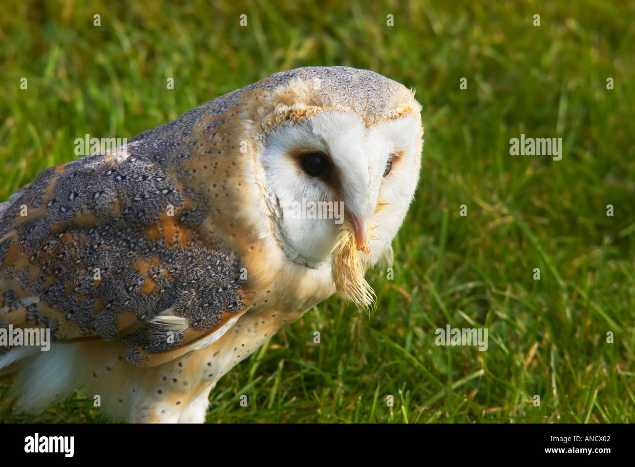 Barn Owl with prey Stock Photo - Alamy