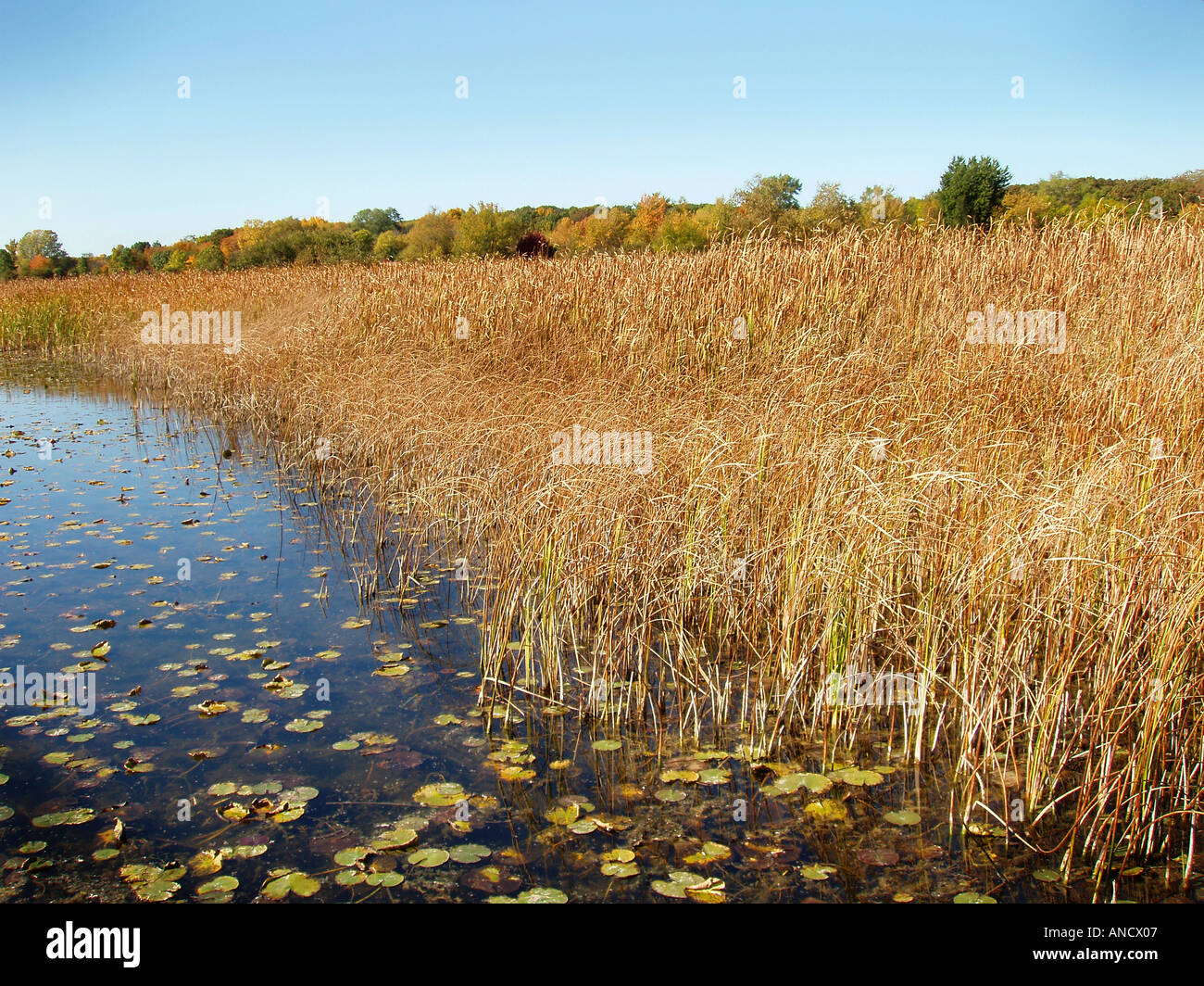 Marsh Lilly Pads Stock Photo - Alamy