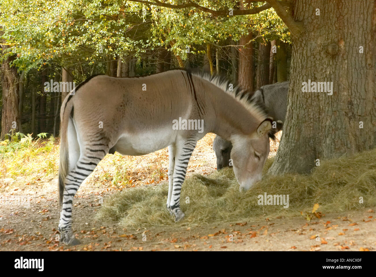 Zeedonk Groombridge Place Kent UK Stock Photo - Alamy