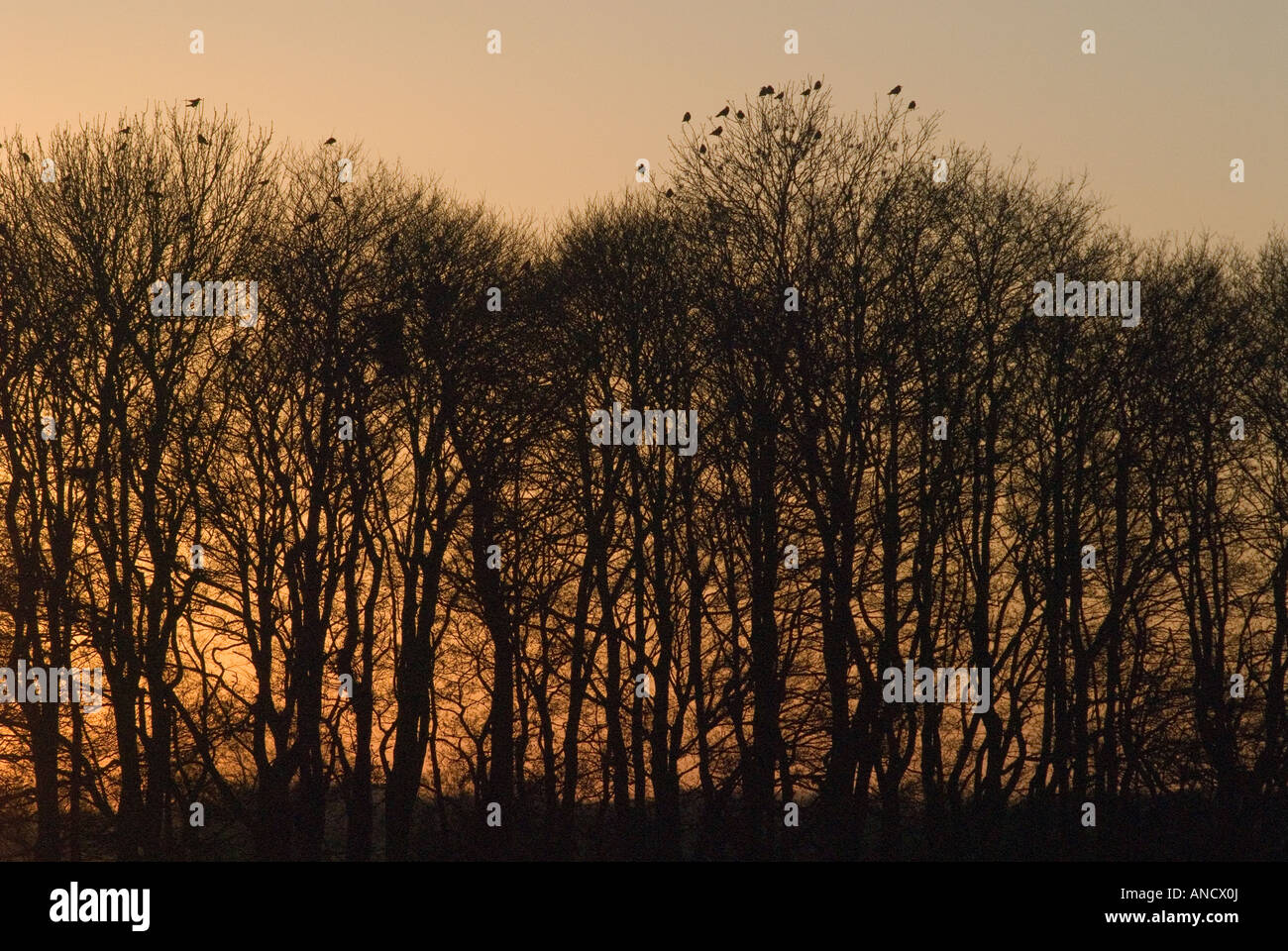 Rooks at sunset, Cove Hithe, Suffolk, England Stock Photo - Alamy