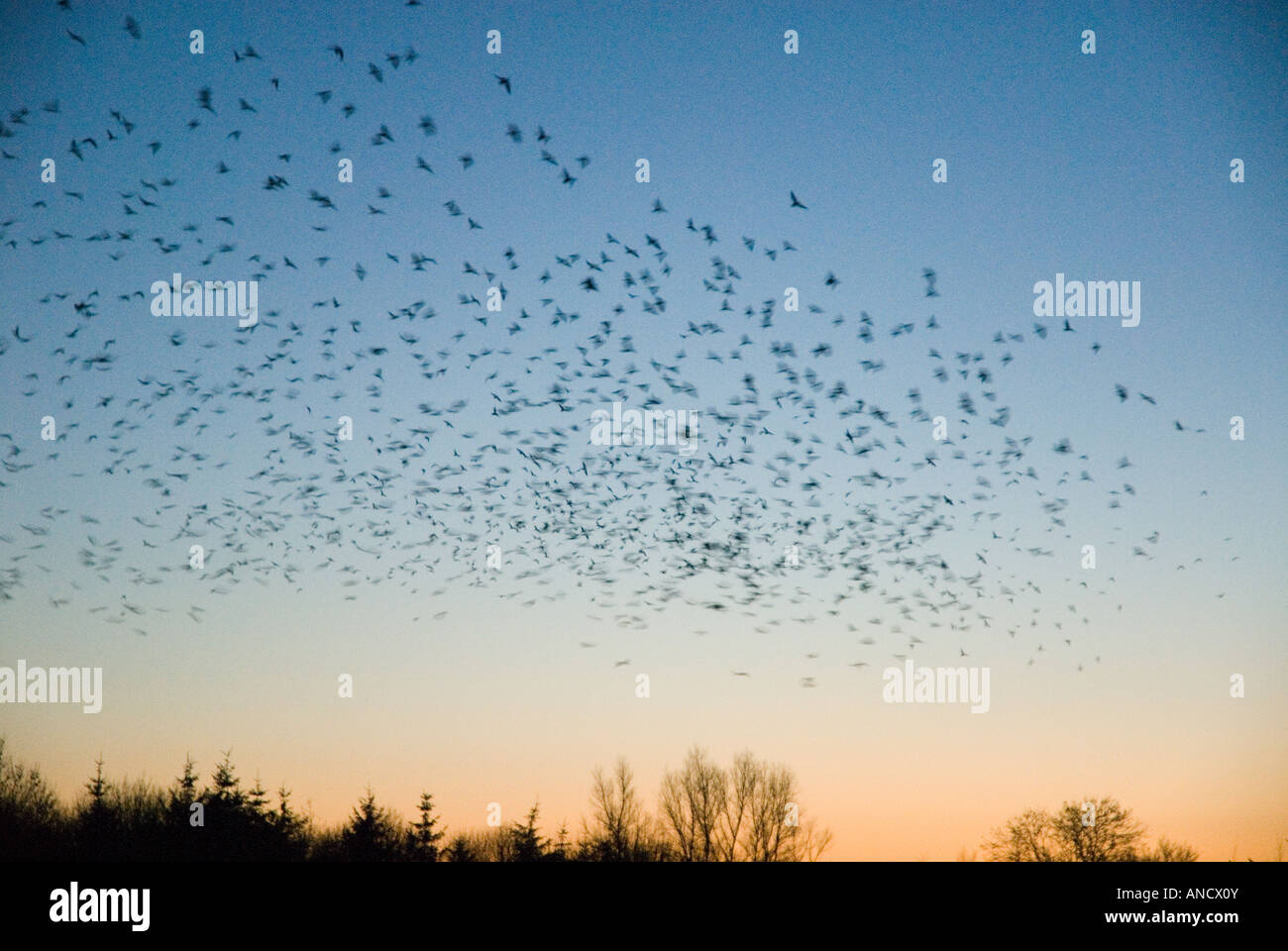 Flying rooks hi-res stock photography and images - Alamy