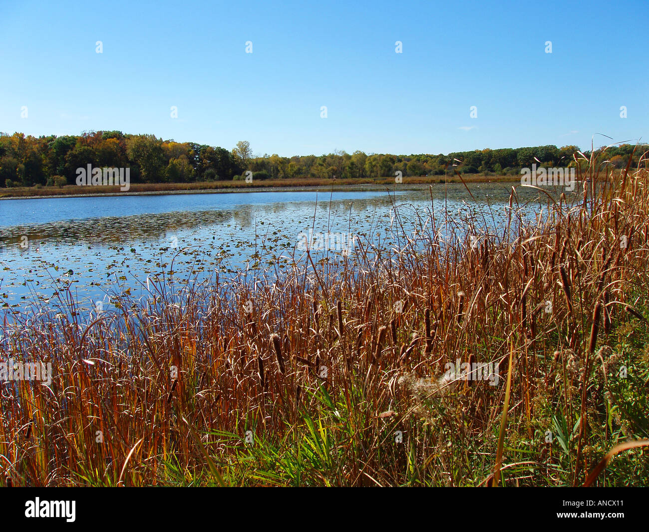 Midwest Marsh Ecosystem Stock Photo - Alamy
