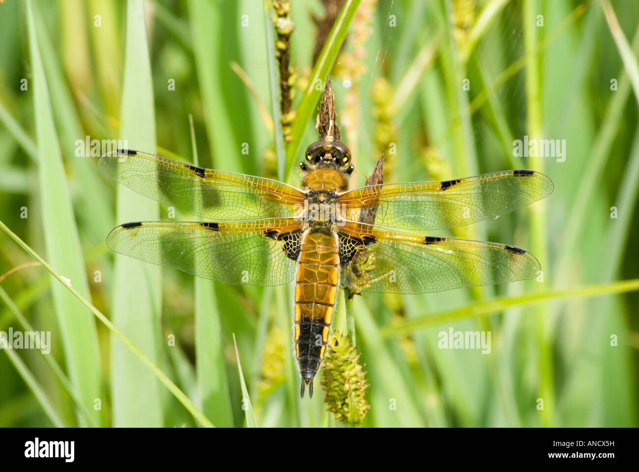 Four Spotted Chaser Dragonfly resting on reed Stock Photo - Alamy