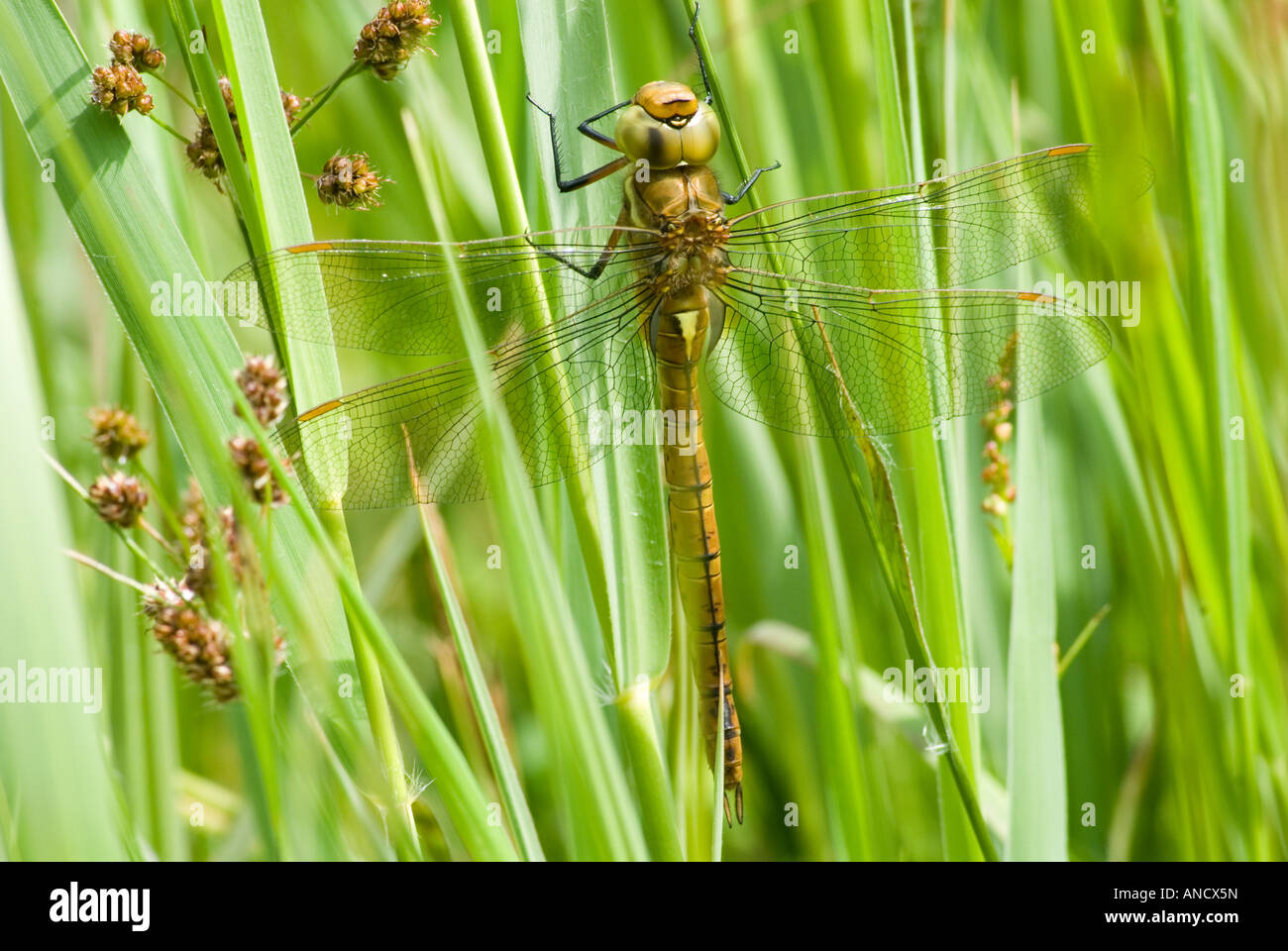 Norfolk Hawker Dragonfly resting on reed Stock Photo - Alamy