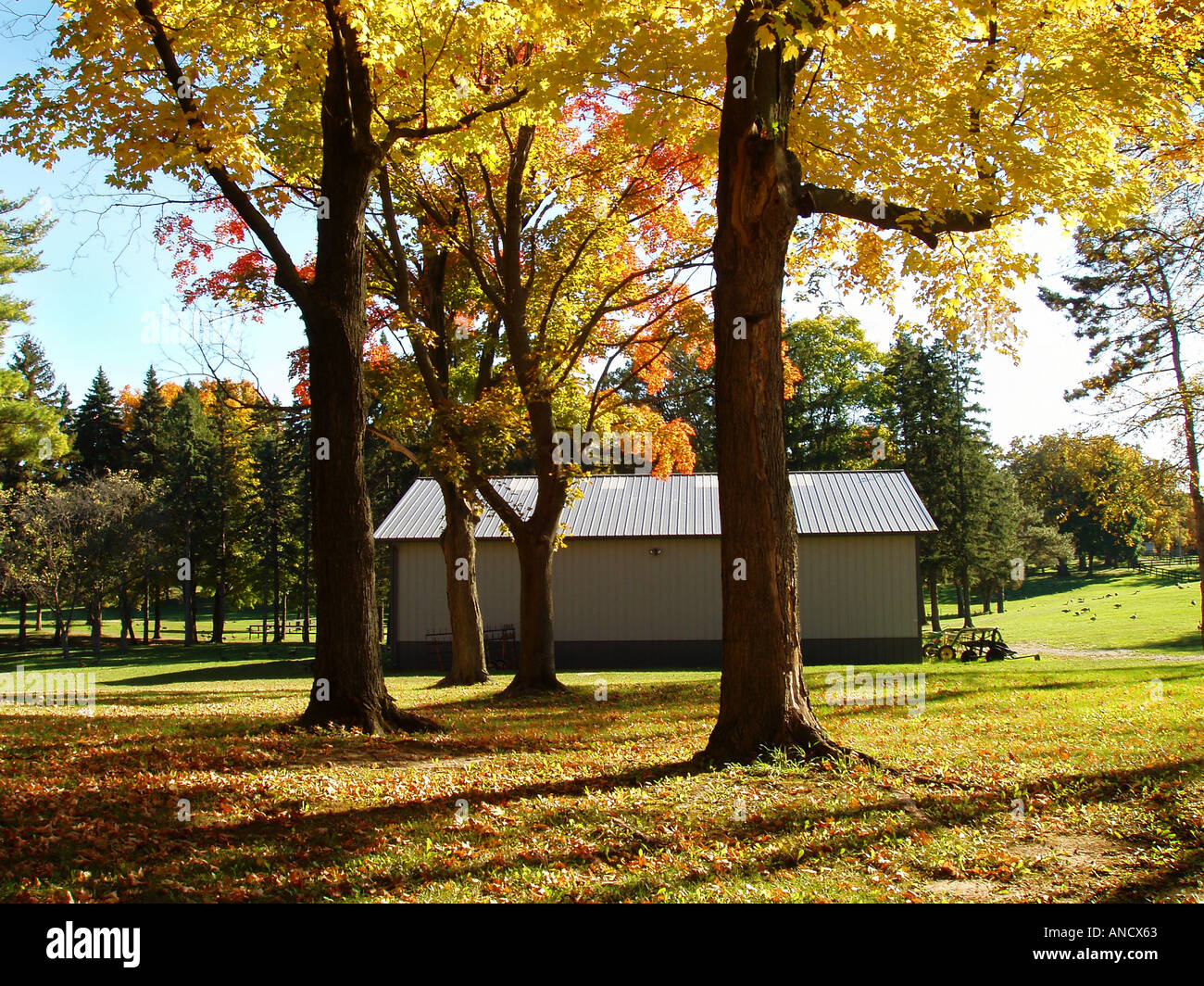 Fall Farm Shed and Trees Stock Photo - Alamy