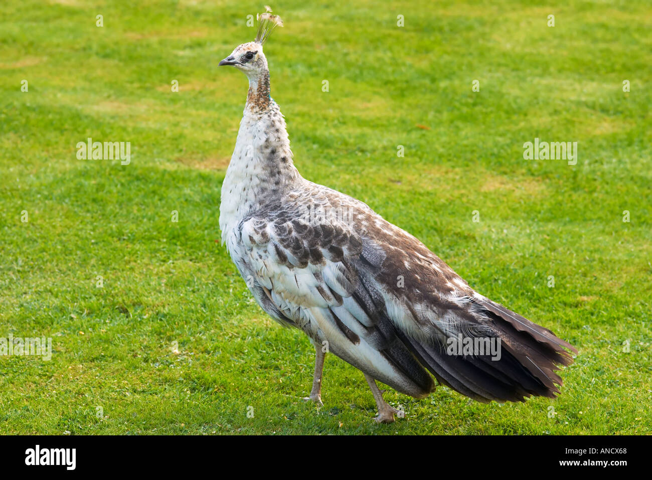 Peahen hi-res stock photography and images - Alamy