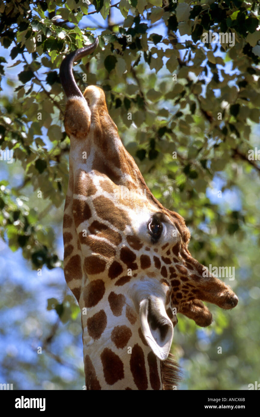 Giraffe reaching for food hi-res stock photography and images - Alamy