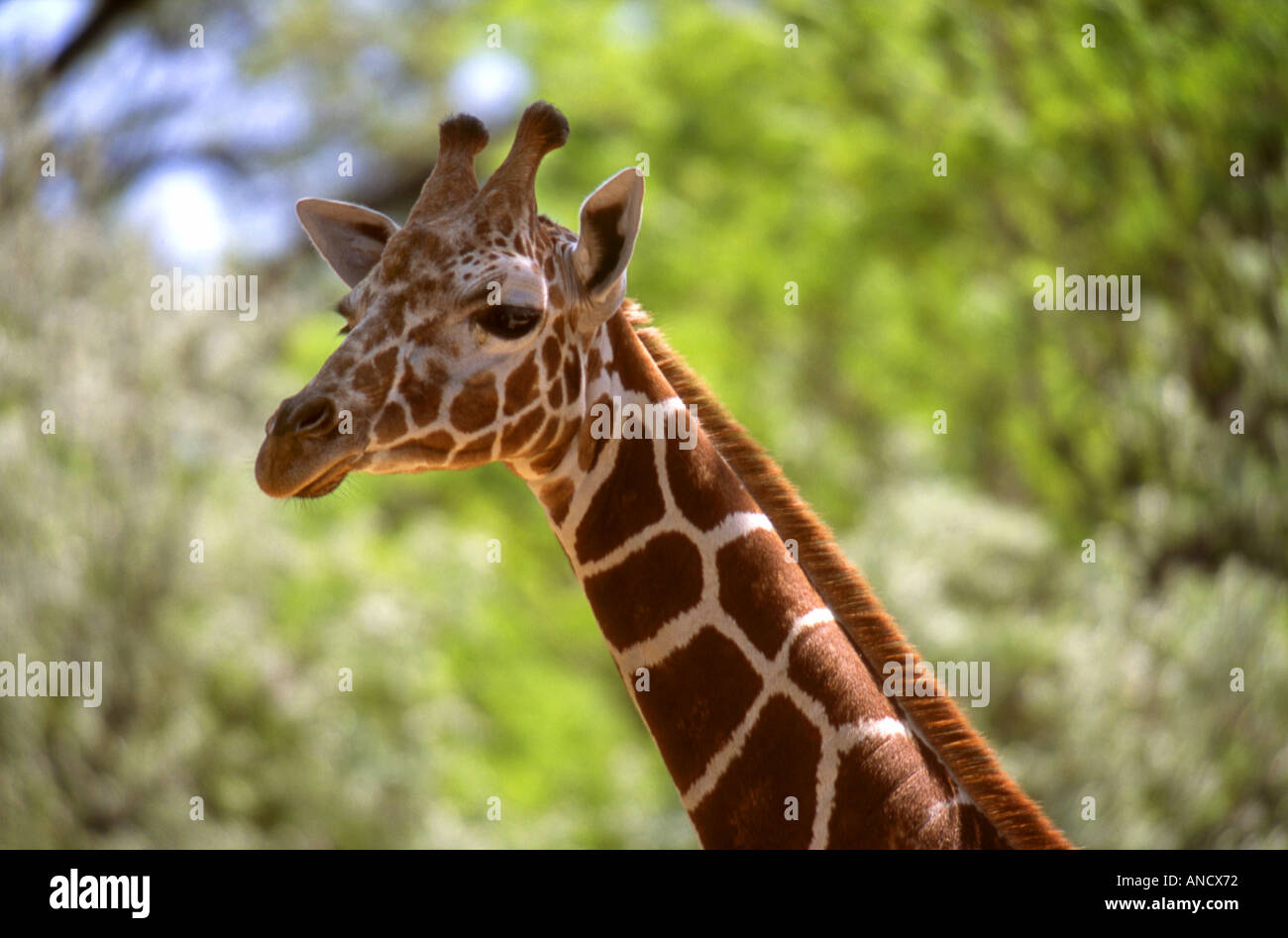 Giraffe under the shade hi-res stock photography and images - Alamy