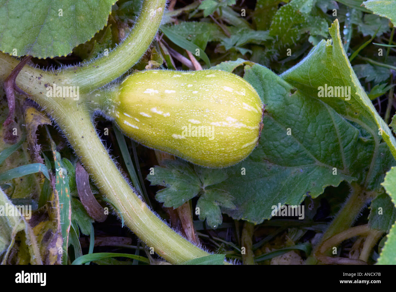 Butternut squash bud growing Stock Photo - Alamy
