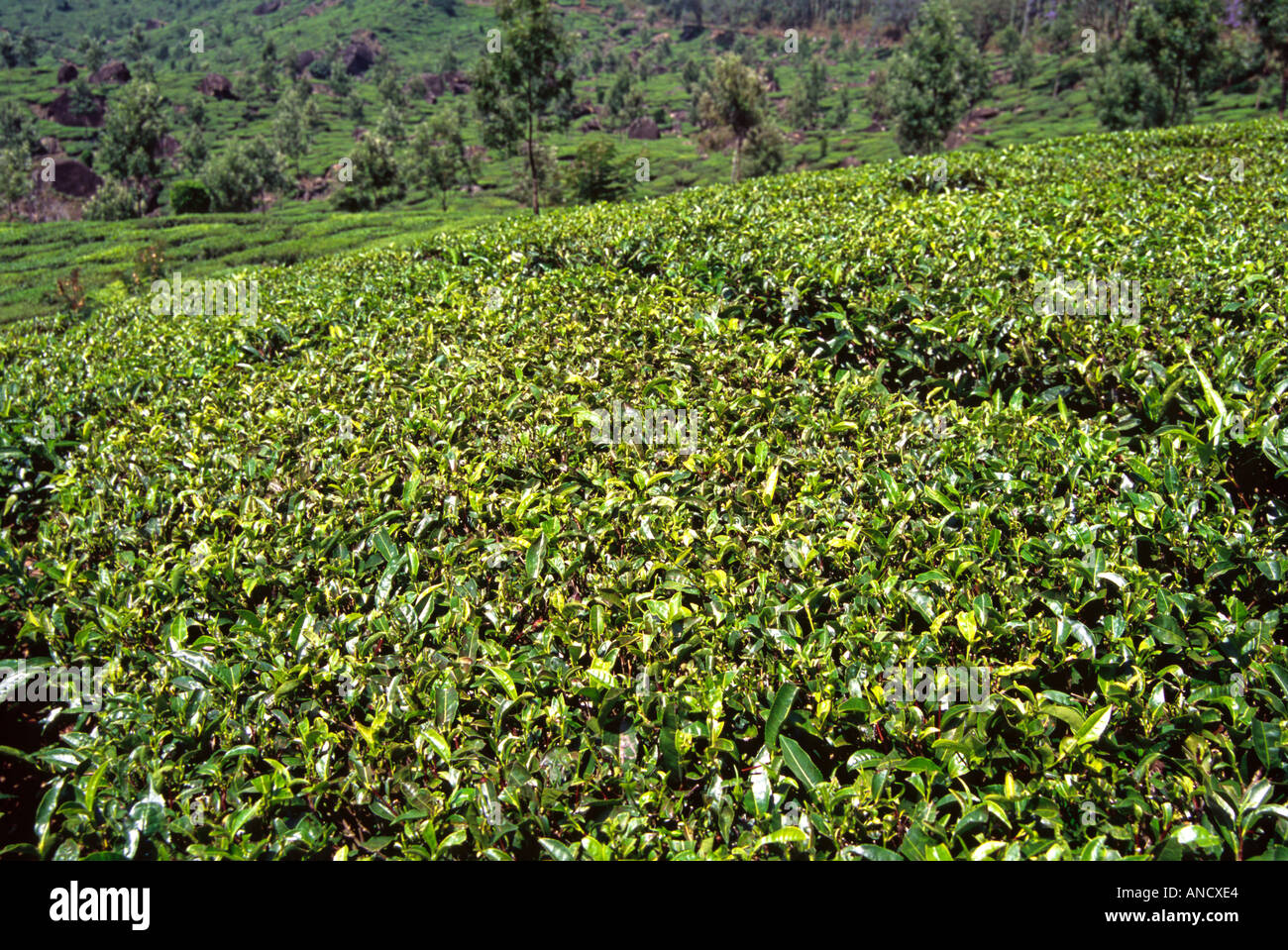 Tea fields, Munnar, Kerala, India Stock Photo - Alamy
